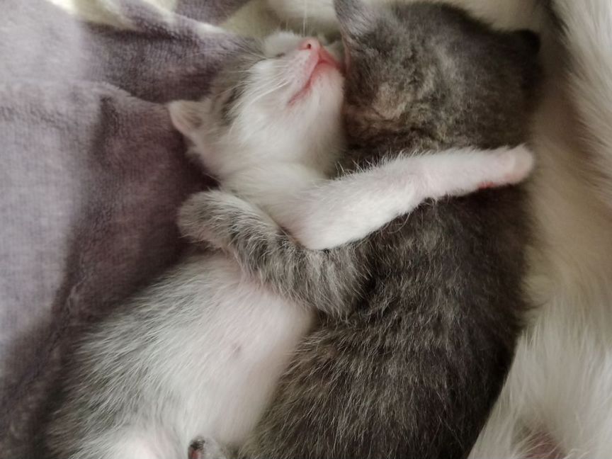 Котята в добрые руки бесплатно