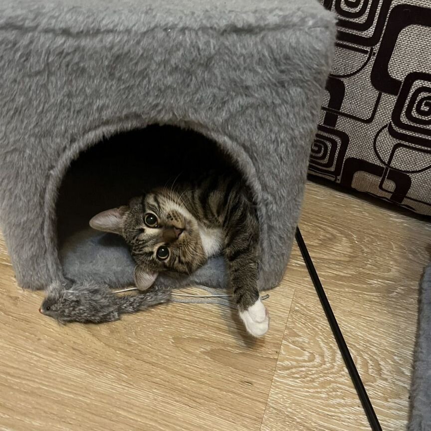 Отдам котика в добрые руки