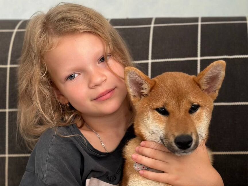 Щенок сиба ину