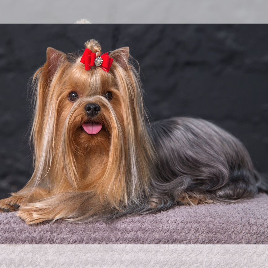 Йоркширский терьер, вязка