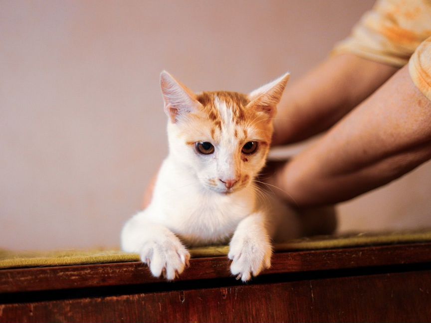 Кот