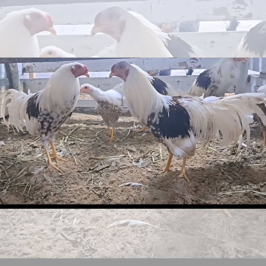 Инкубационное яйцо кур Йокогама