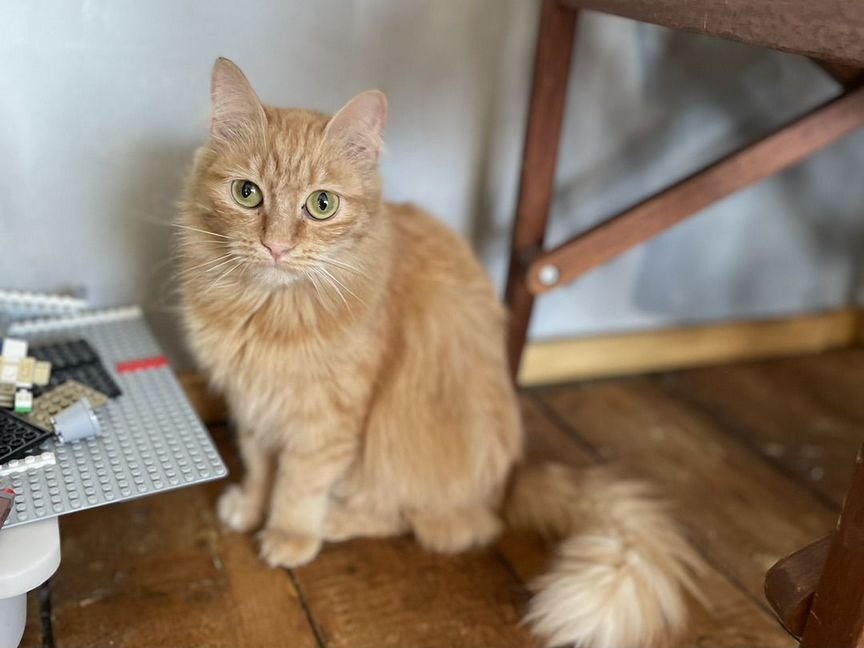 Кошки в хорошие руки