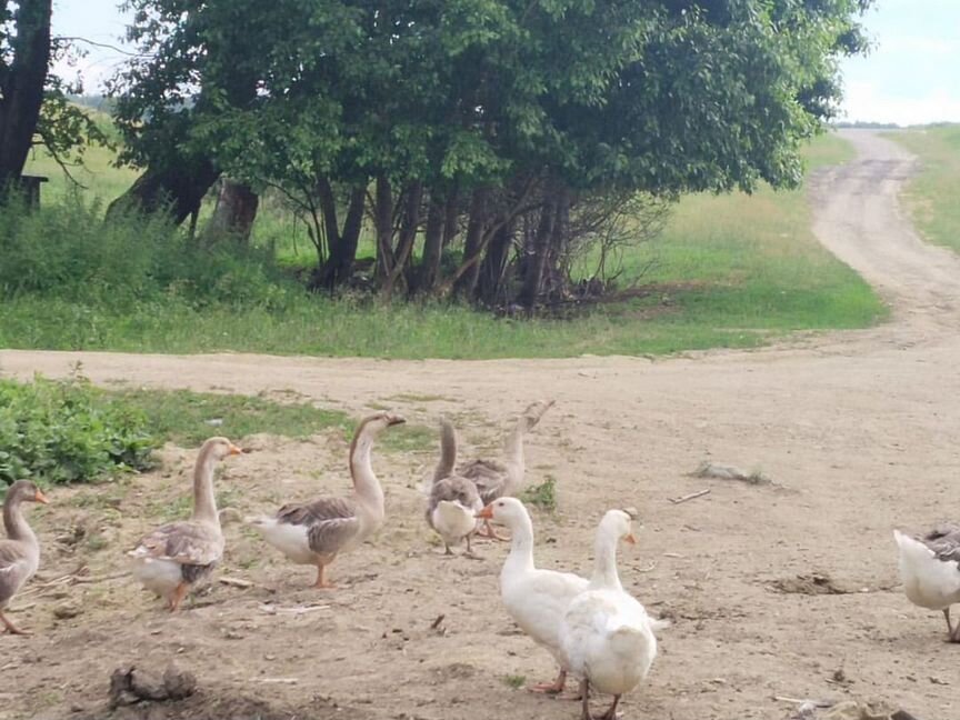Гусь