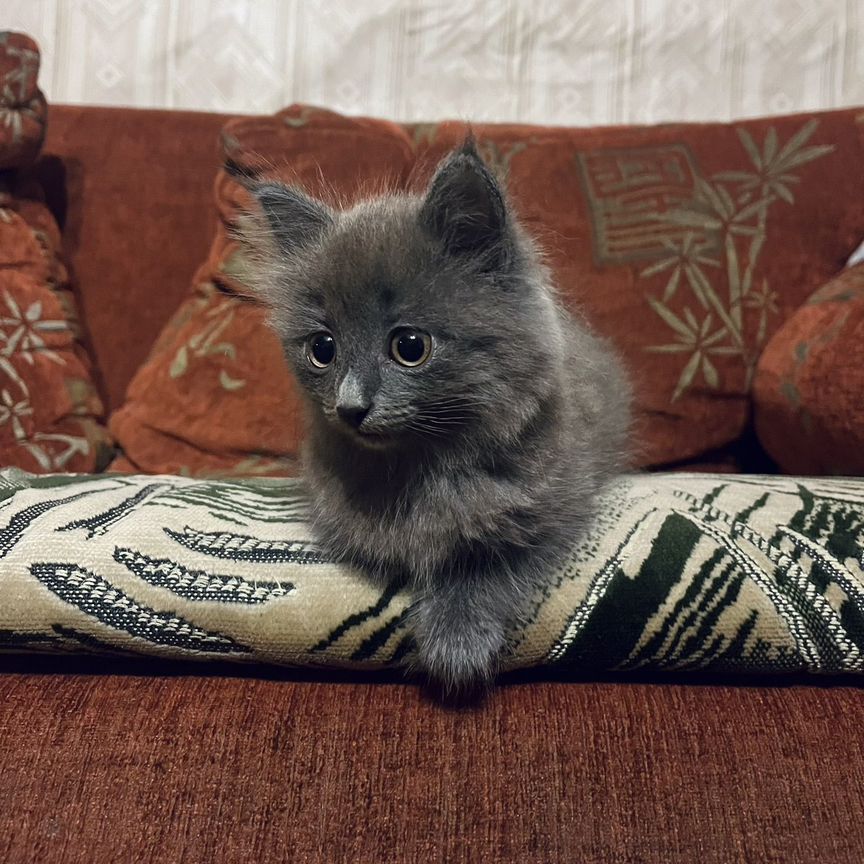 Котята нибелунг