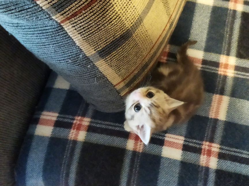 Шотландские прямоухие котята