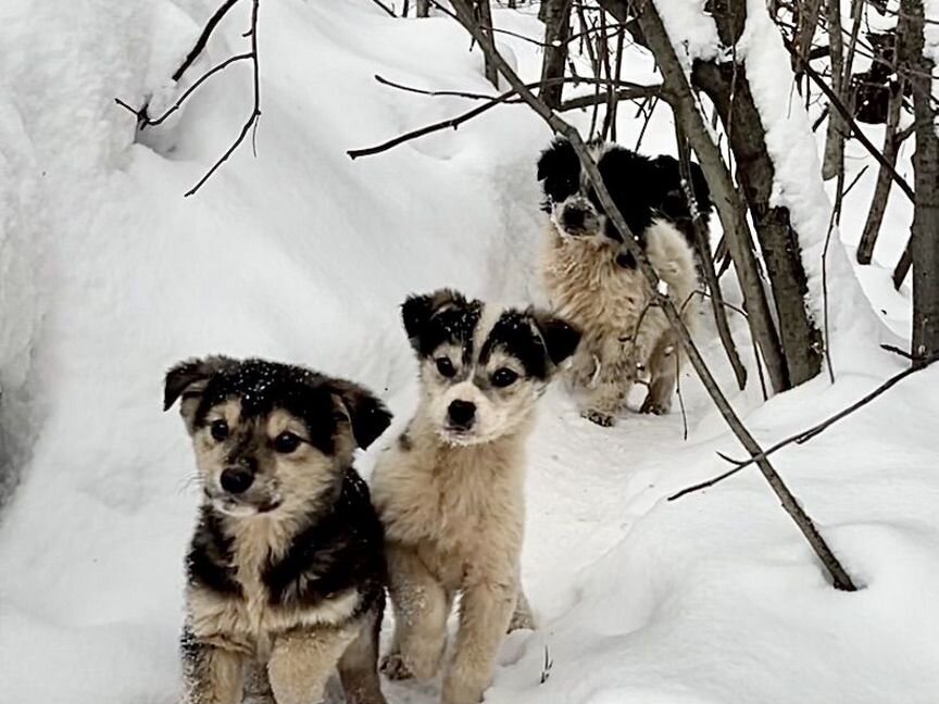 Щенки дворняжки