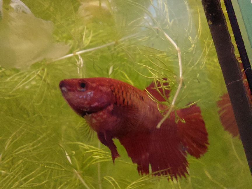 Рыба самка петушка