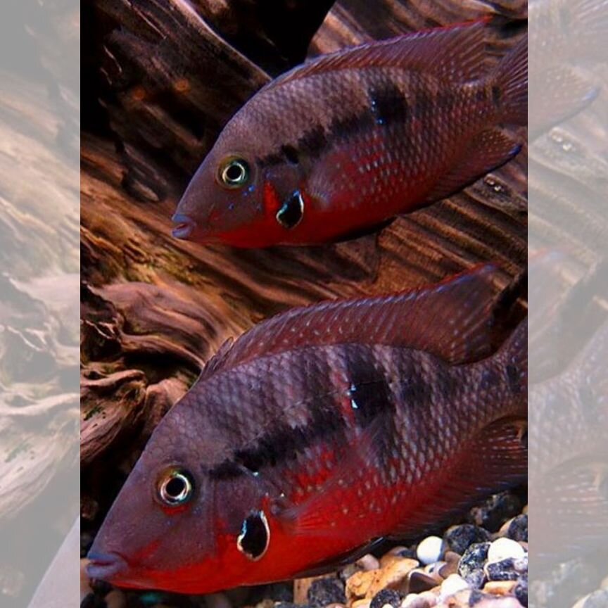 Цихлазома Меека