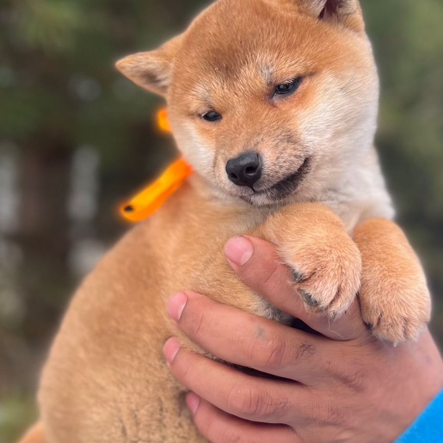 Красивый щенок сиба-ину, девочка