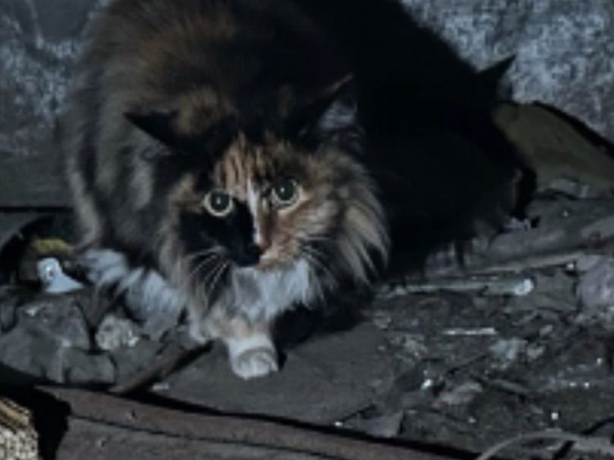Кошечка в подъезде