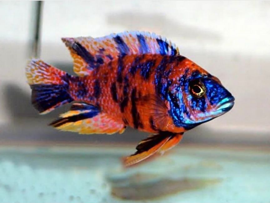 Аквариумные рыбки