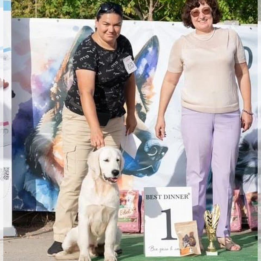 Очень перспективный щенок