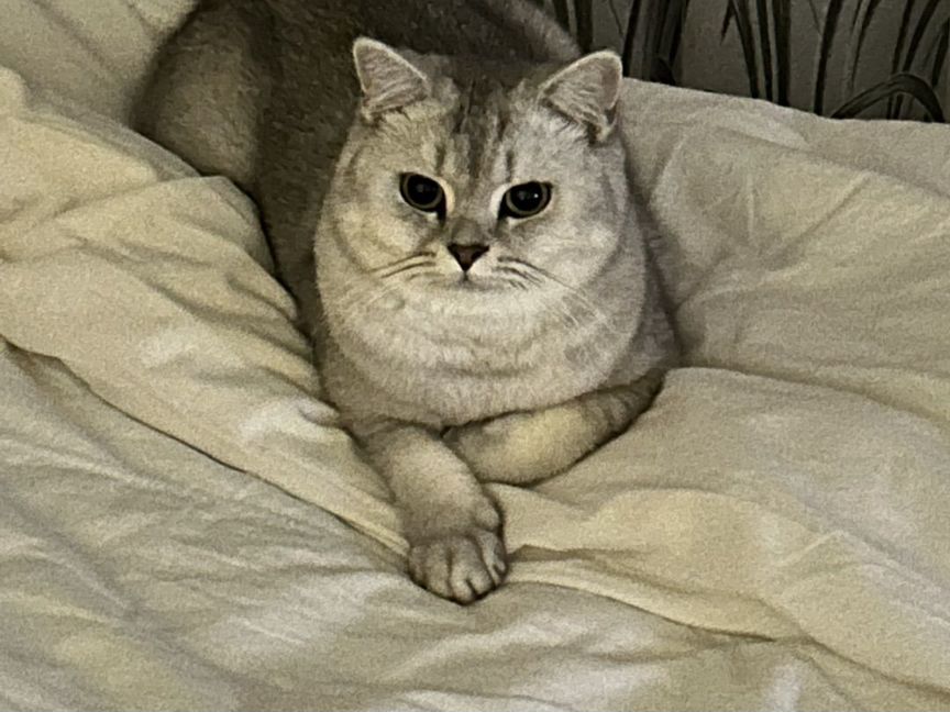 Британская кошка