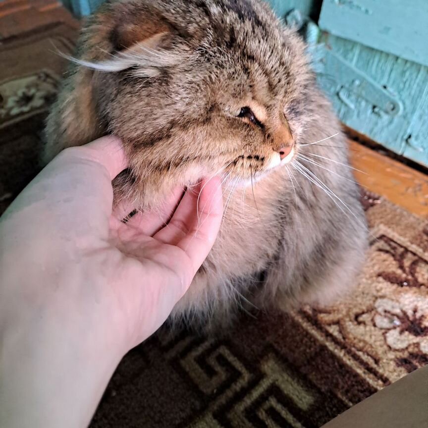 Кошка вислоухая