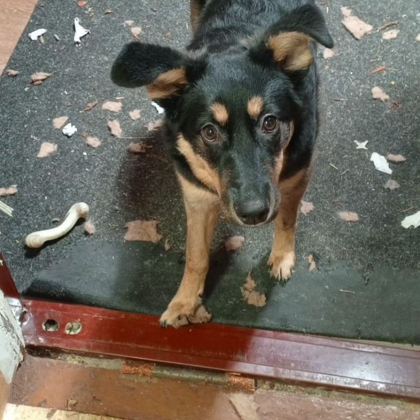 Молодая собака Стеша, 8 месяцев