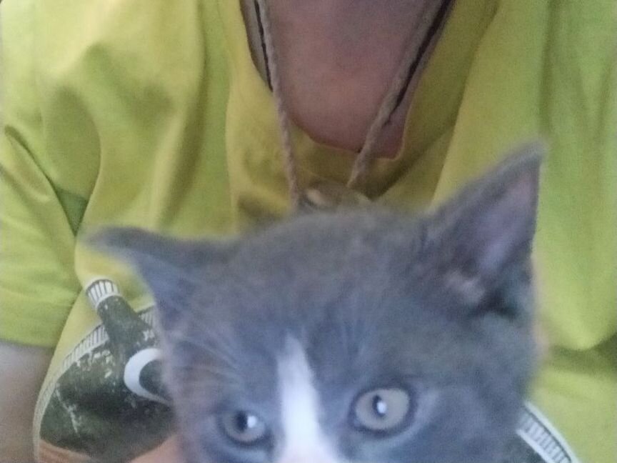 Котята в добрые руки продам 300