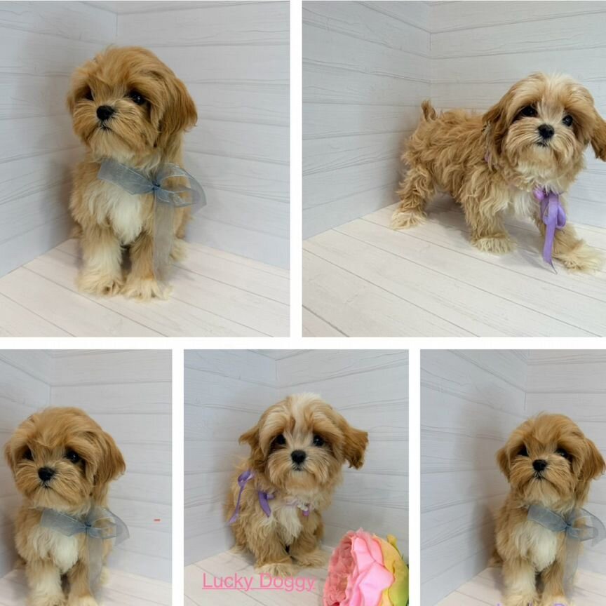 Мальтипу, щенок