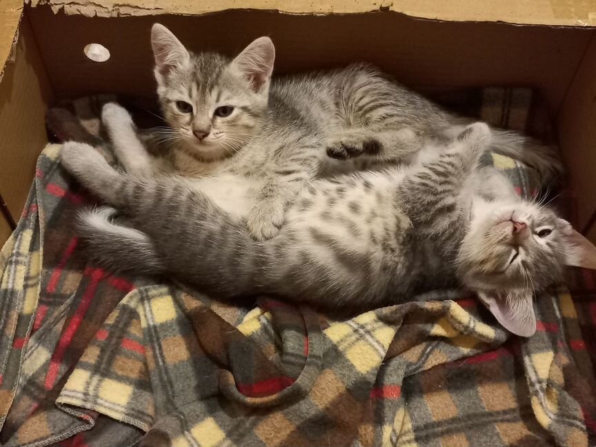 Отдам бесплатно котят в добрые руки