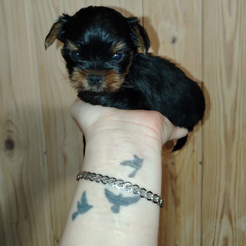 Щенок в добрые руки