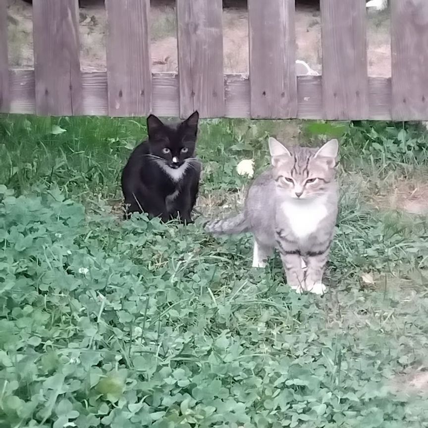 Кошечки в добрые руки