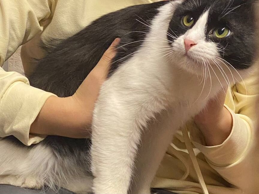 SOS котенок подросток