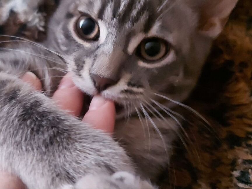 Милый котенок
