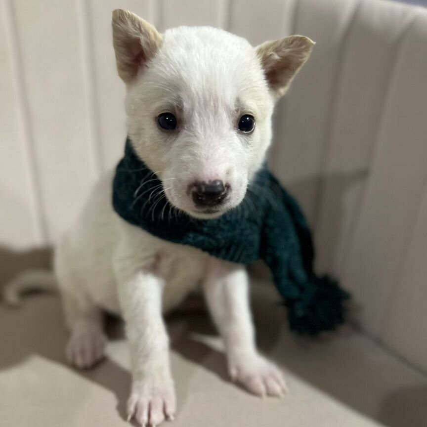 Щенок в добрые руки