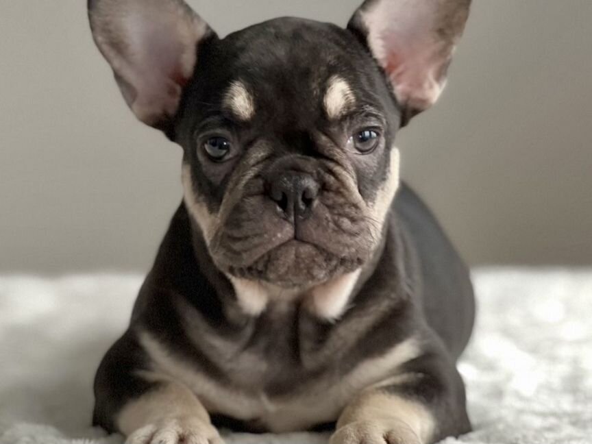 Щенята французского бульдога