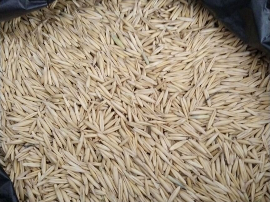 Овес неочищенный