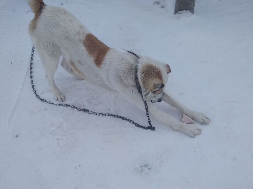 Алабай в добрые руки