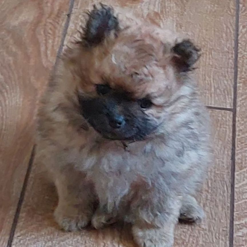 Померанский шпиц, щенок