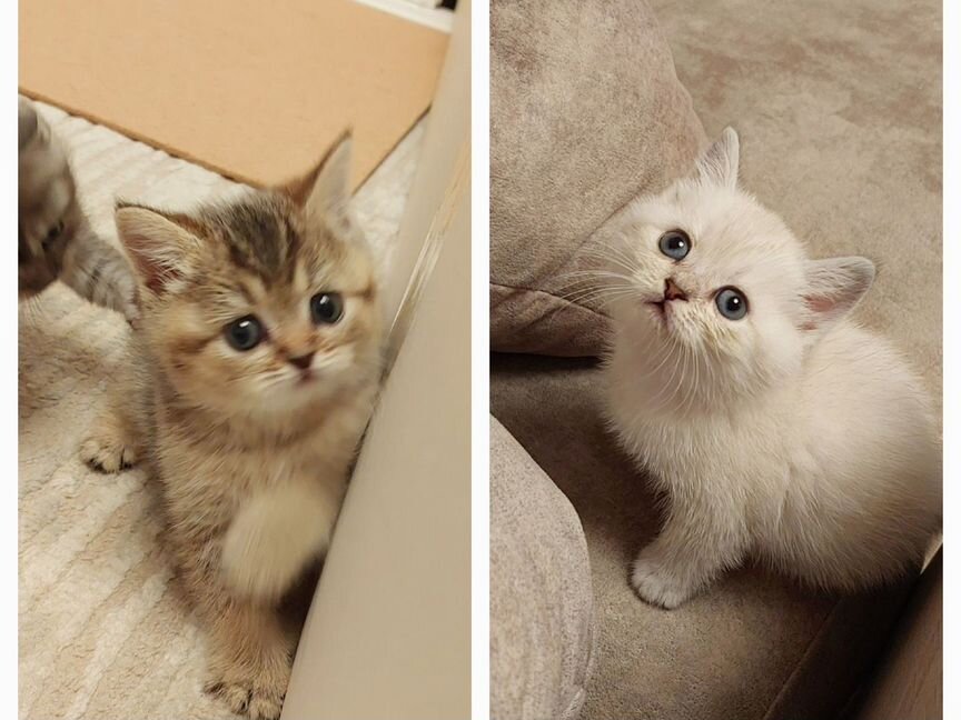 Шотландские котята
