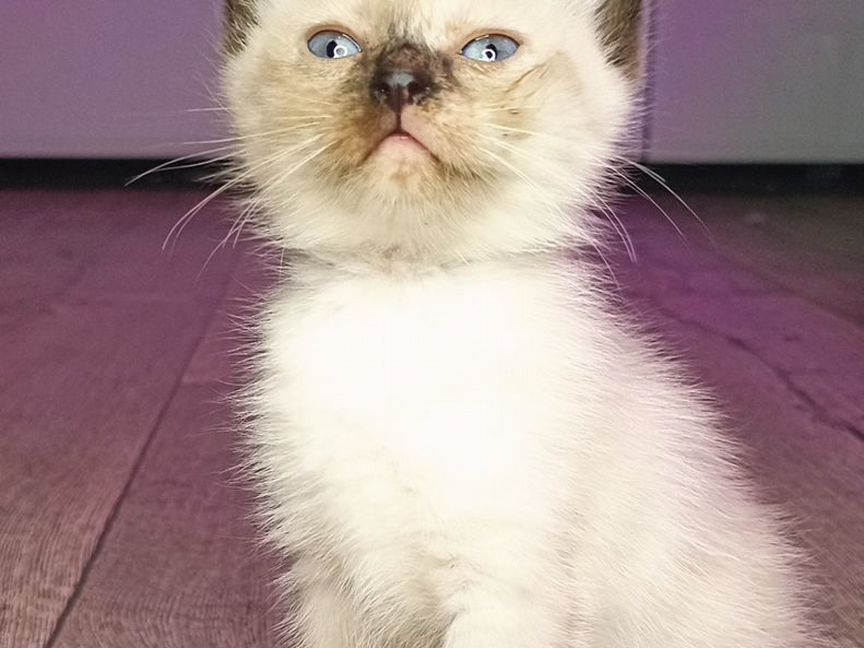 Сиамская кошечка ищет дом