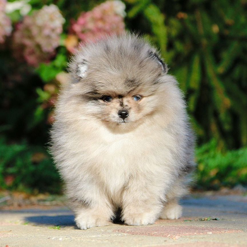 Мраморный шпиц