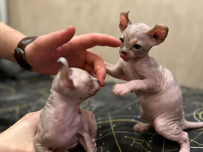 Канадский сфинкс котенок мальчик