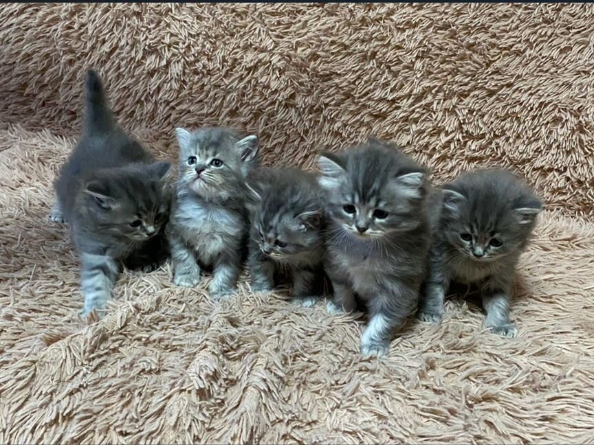 Шотландские прямоухие котята