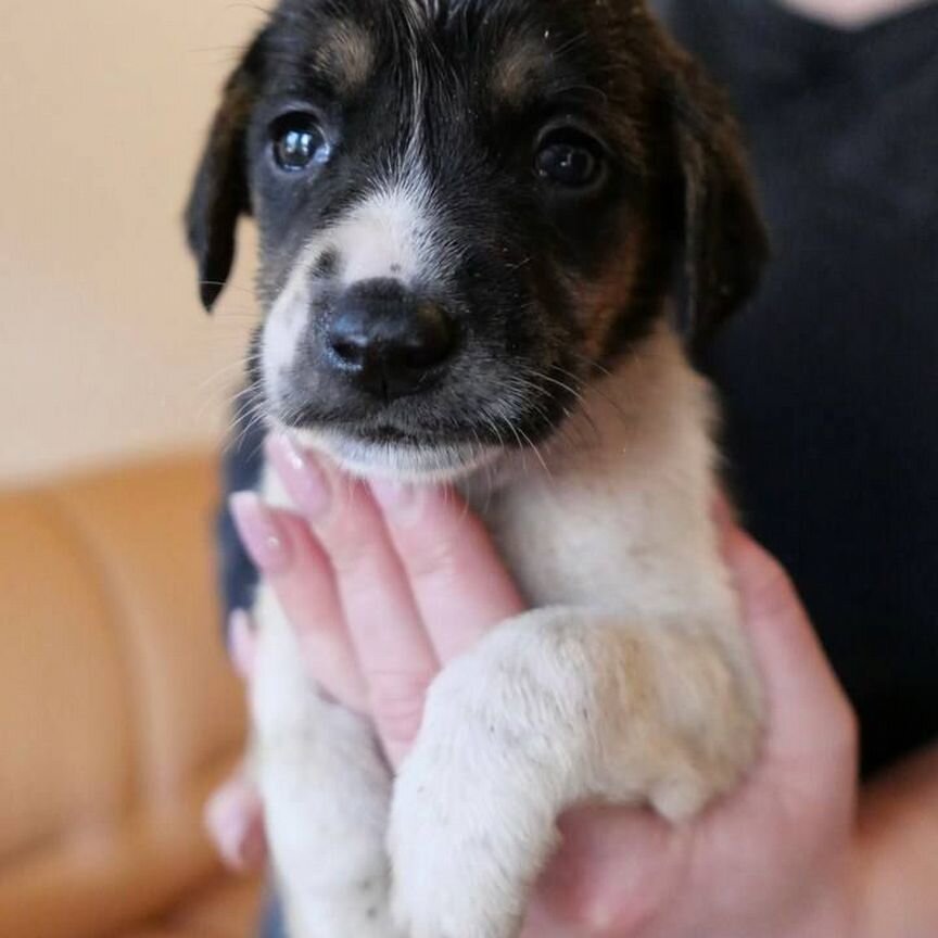 Щенок в добрые руки бесплатно