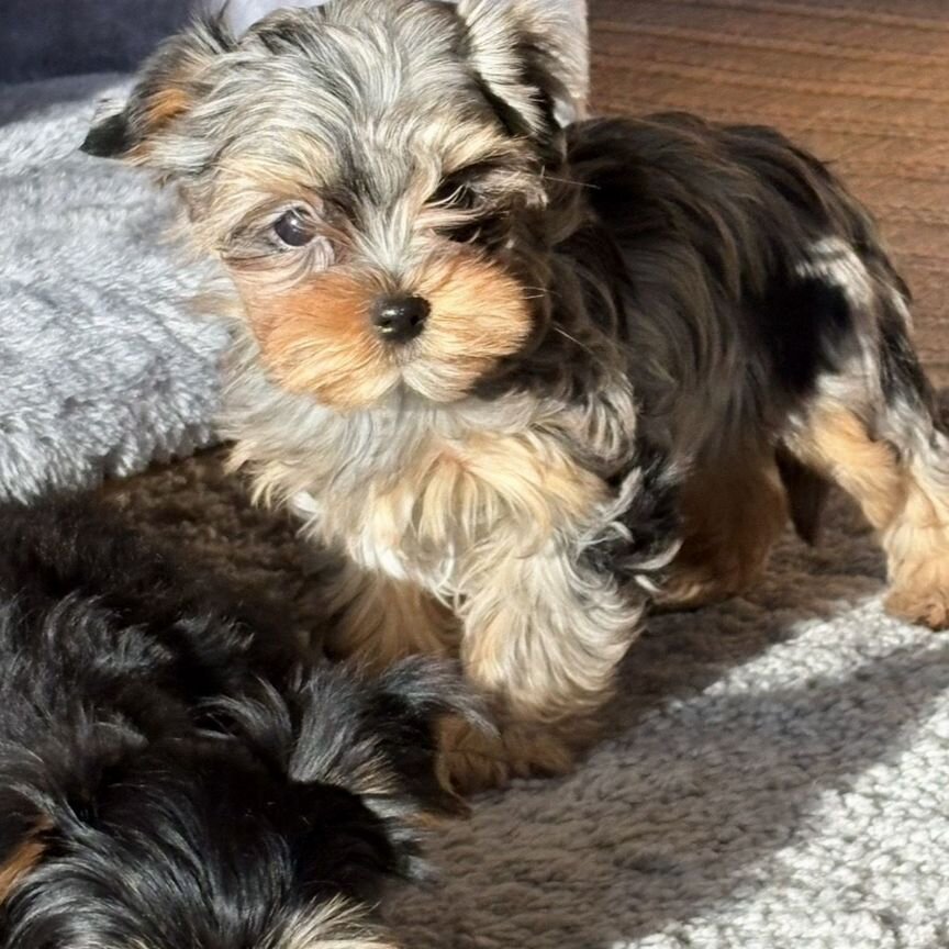 Йоркширский терьер, щенок