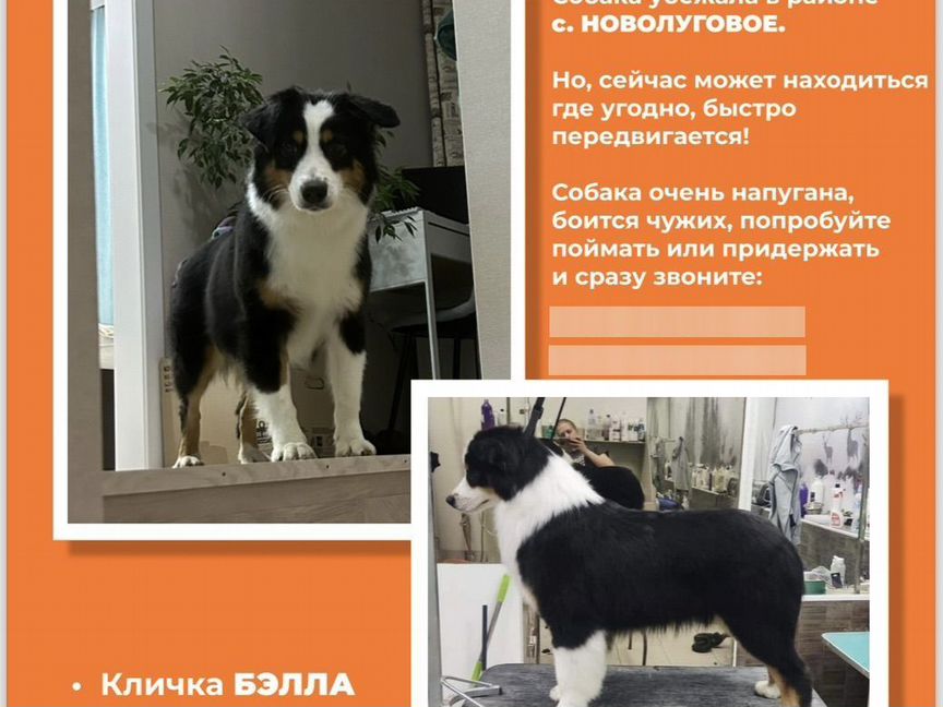 Помогите найти собаку