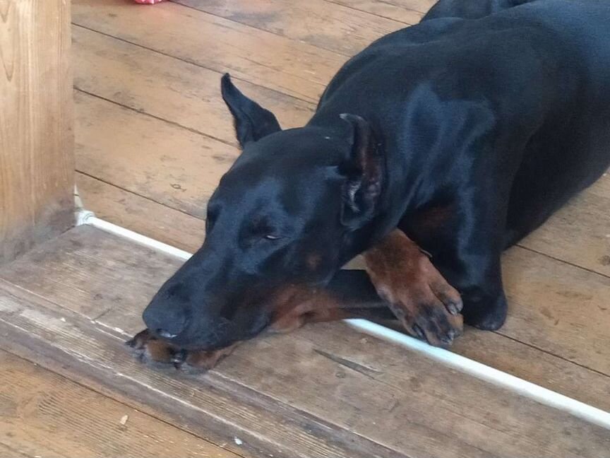 Вязка доберман 3 года развязан