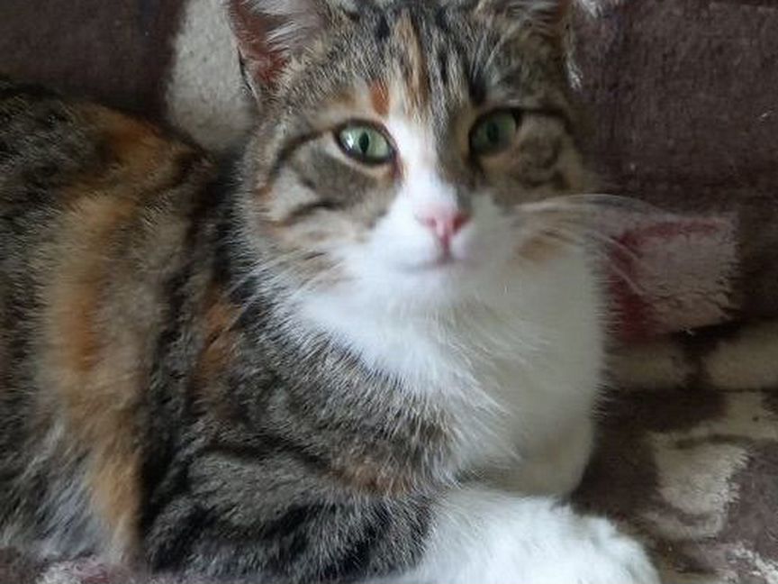 Кошка