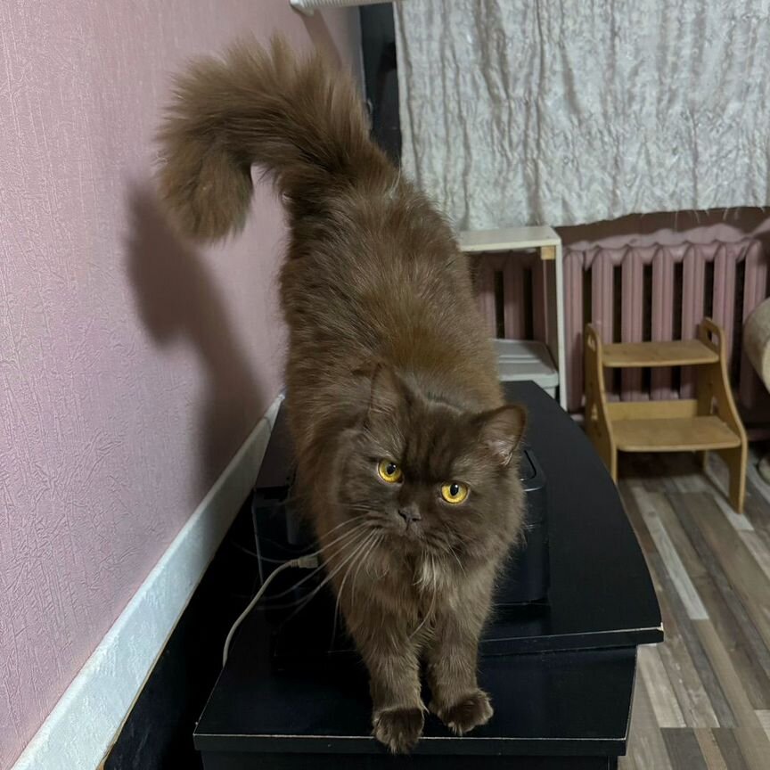 Кошка шоколадная британка