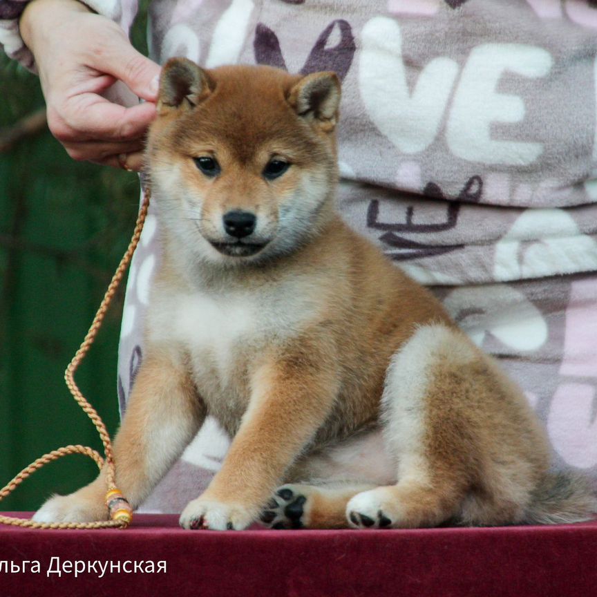 Щенок сиба (шиба), перспективная сука