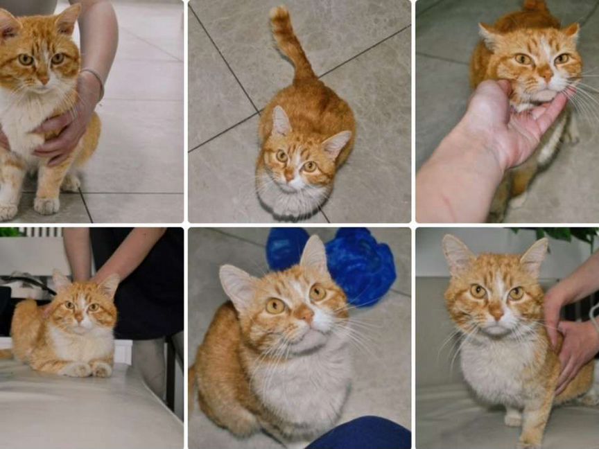 Отдаю милого котика в добрые руки