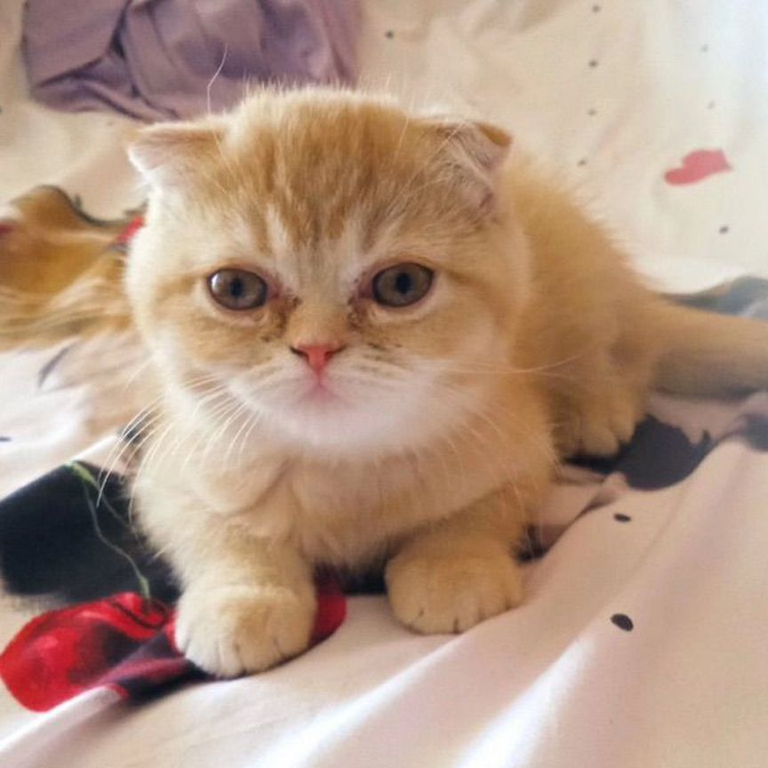 Шотландские котята