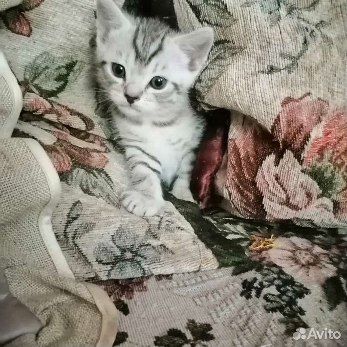 Прелестный малыш-котенок в добрые руки