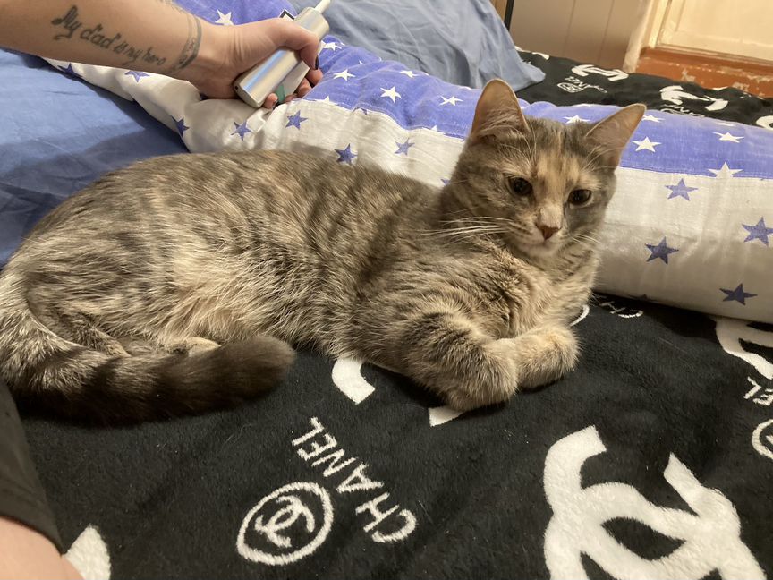 Кошка