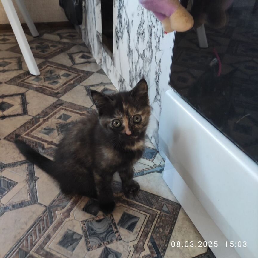 Котята