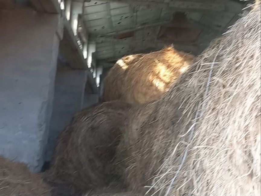 Сено луговое
